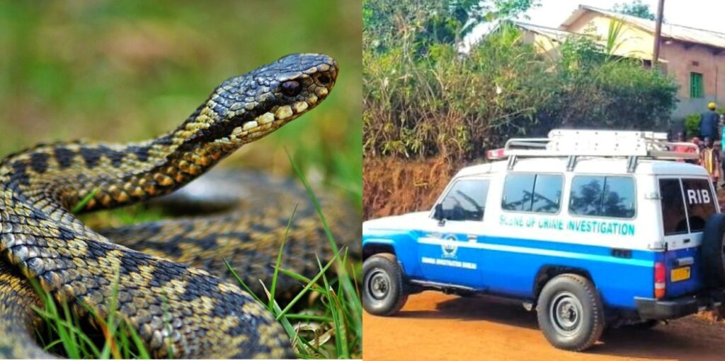 Huye: Umwarimukazi yarenze inzoka bivugwa ko yari yatezwe ahita apfa ...